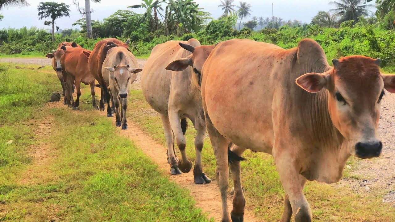 Smart Cows Return Home, Orderly on the Roads! - YouTube