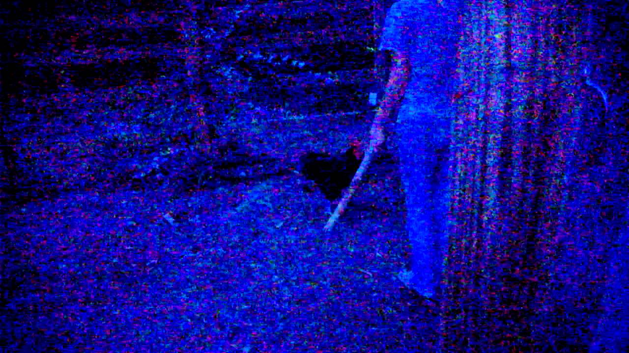 Jersey Giant Rooster at night - YouTube