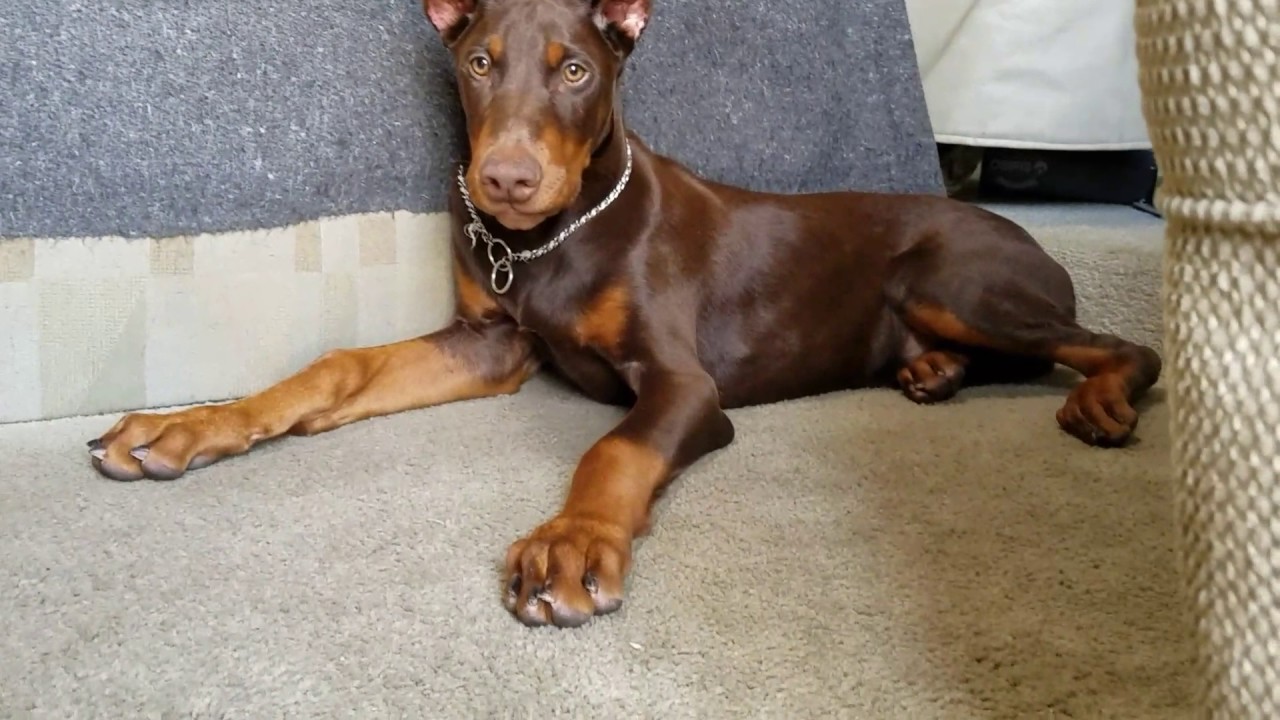 Purebred Brown Doberman