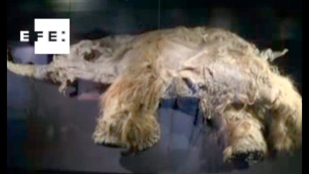 La mamut "Yuka", un milagro surgido del hielo - YouTube