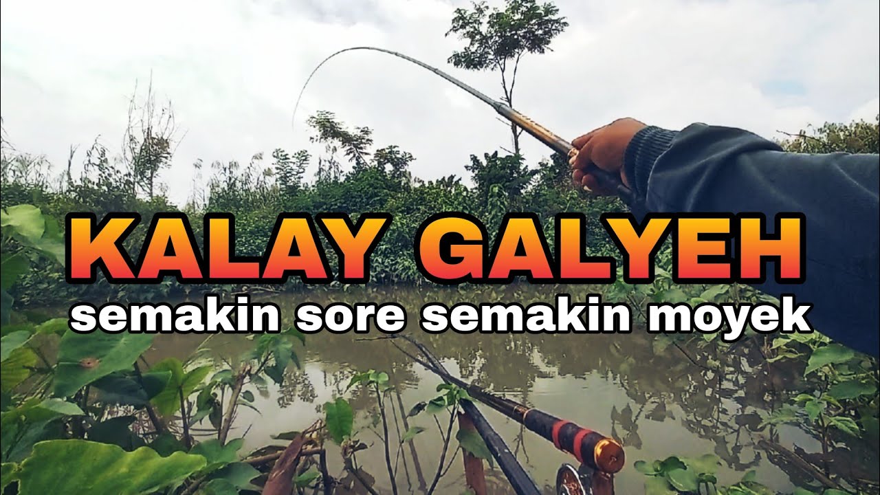 MANCING NUTUL DI KALI GALEH RAWAPENING AMBARAWA , PANEN IKAN NILA DAN ...