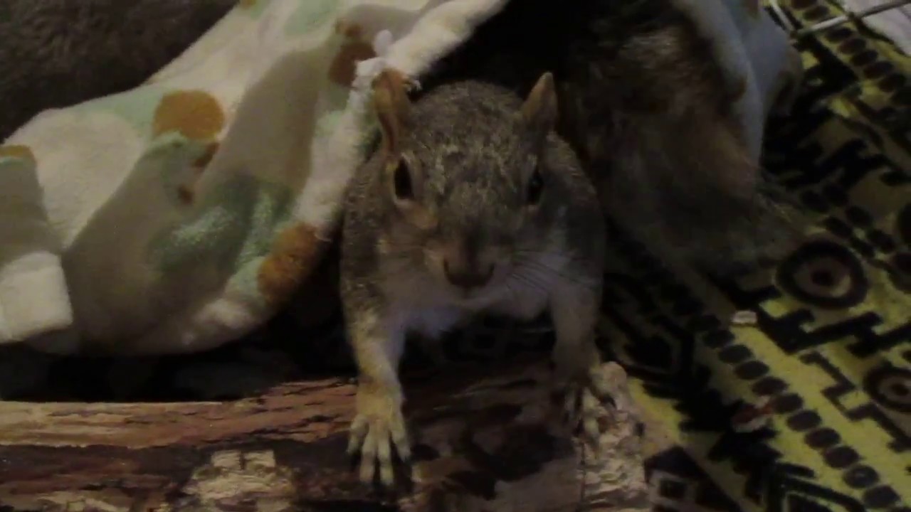 Chippy Nut is a happy girl! - YouTube