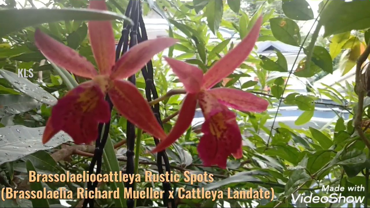 Brassolaeliocattleya Rustic Spots (Brassolaelia Richard Mueller x Cattleya Landate) - YouTube