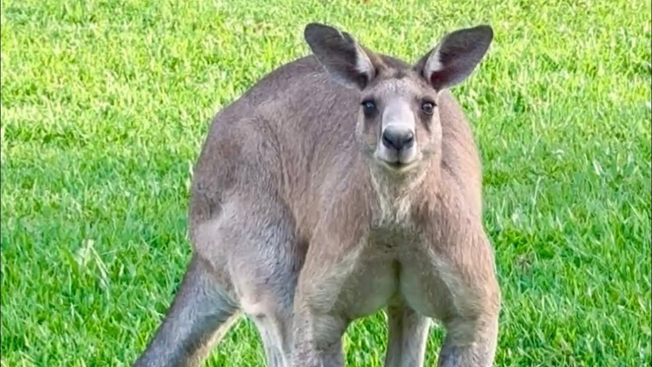 Hello Beautiful Kangaroo! Wow so amazing to see these beautiful ...