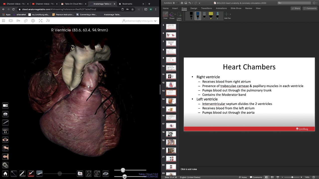 Anatomage Table: Heart chambers and vessels - YouTube