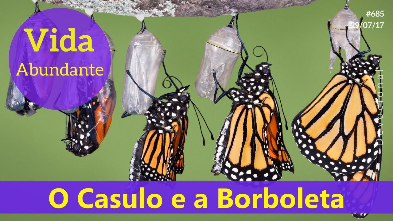 O casulo e a Borboleta - YouTube