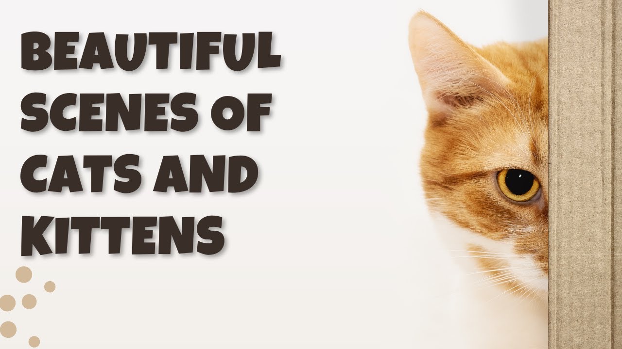 Beautiful scenes of cats and kittens captured in 4K quality animal ...