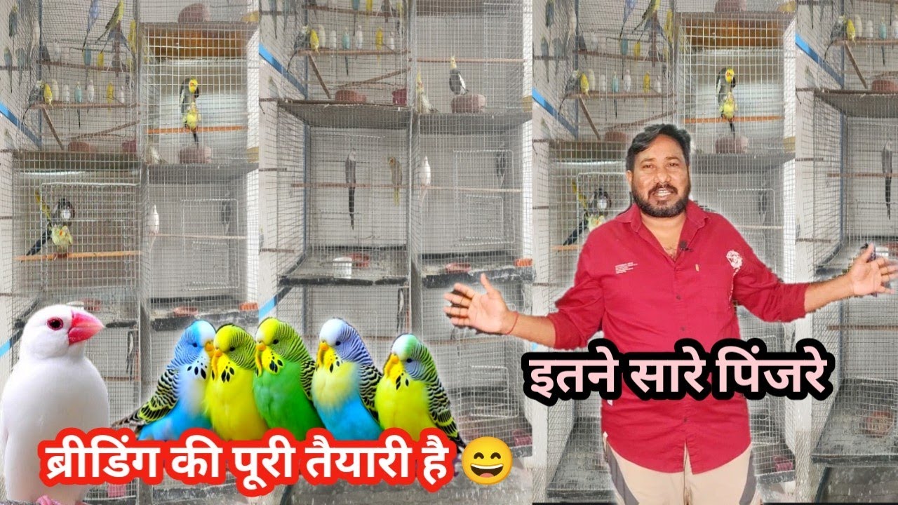 Separate Cage Breeding Setup Complete // separate cage breeding - YouTube