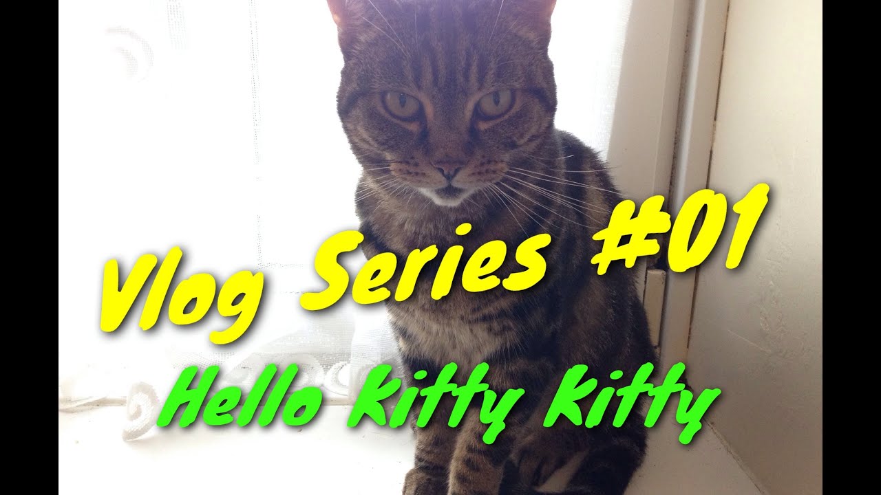 Vlog Series #01 Hello Kitty Kitty - YouTube