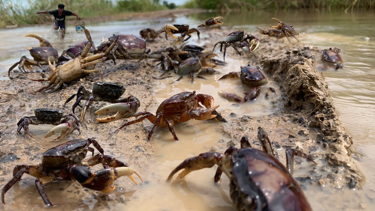 “WOAH” a fishermam catch lots of crabs from water fall catch with hand ...