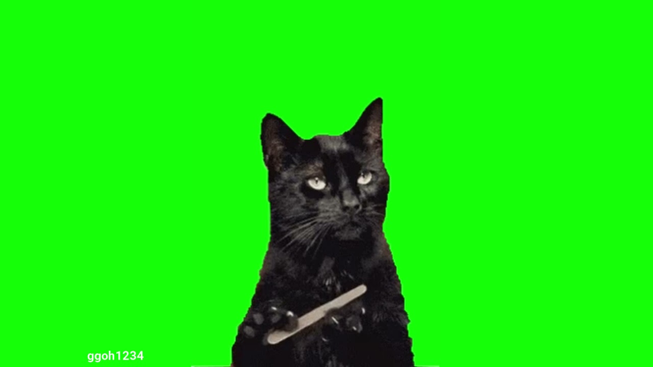 Royalty Free Black Cat deep in thought in green screen - YouTube