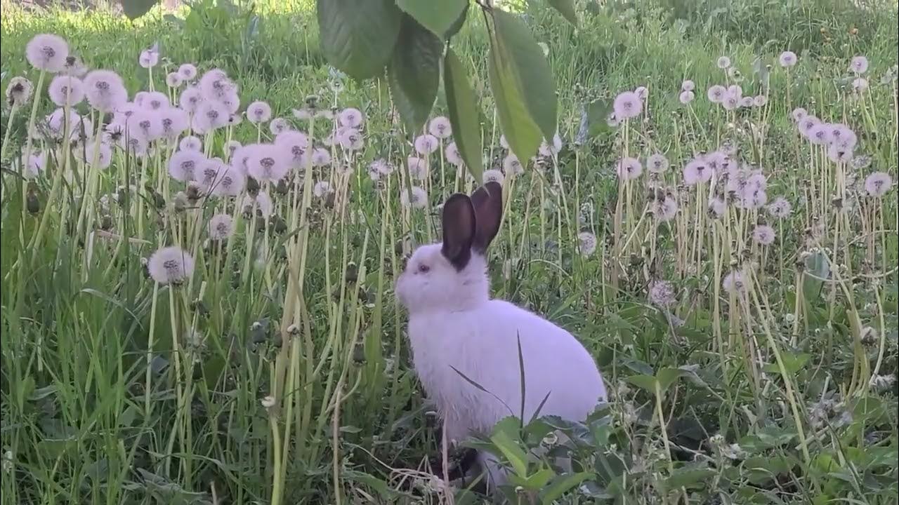 Маленький Заяц - YouTube
