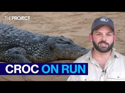 Campers On High Alert After Croc Spotted - YouTube