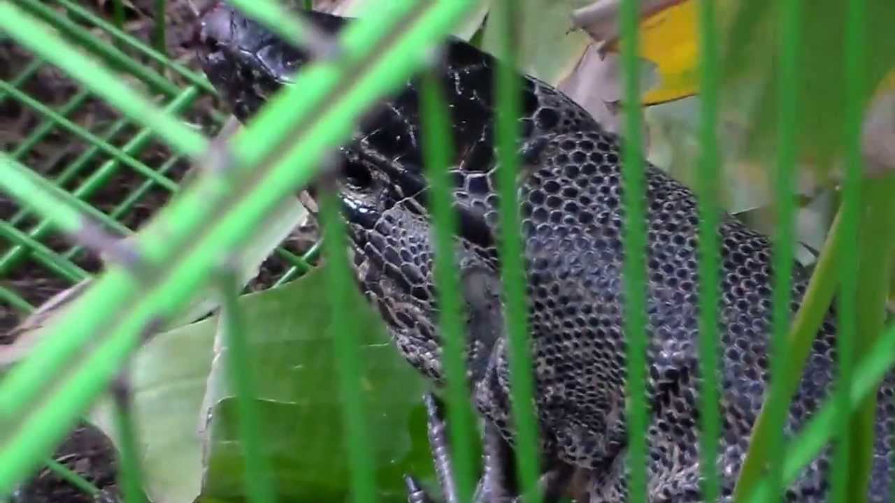 Captura de un lobo pollero - YouTube