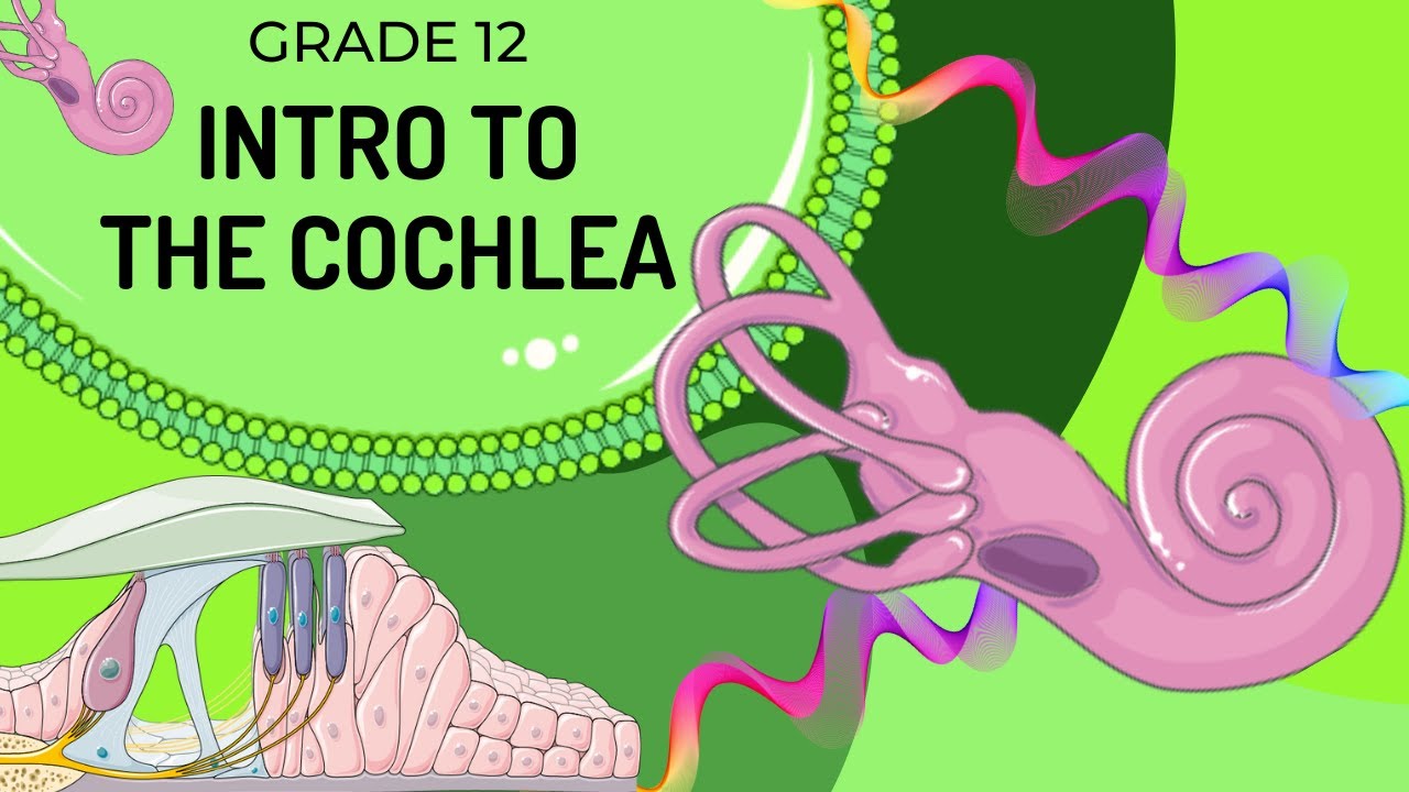 INTRO to the COCHLEA | How we hear and convert sound waves into an ...