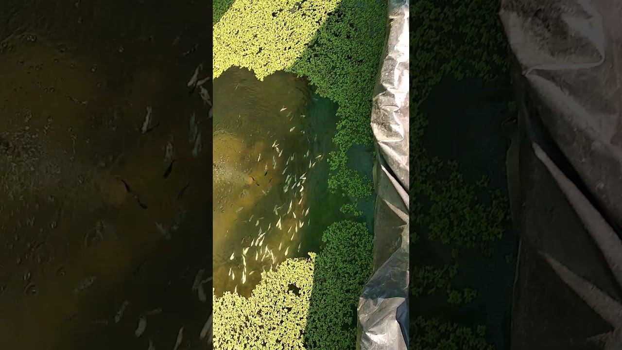 Ornamental fish culture in Azolla tank - YouTube