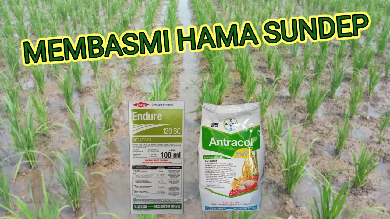 Cara membasmi hama sundep pada tanaman padi inpari 32 usia 15hst - YouTube