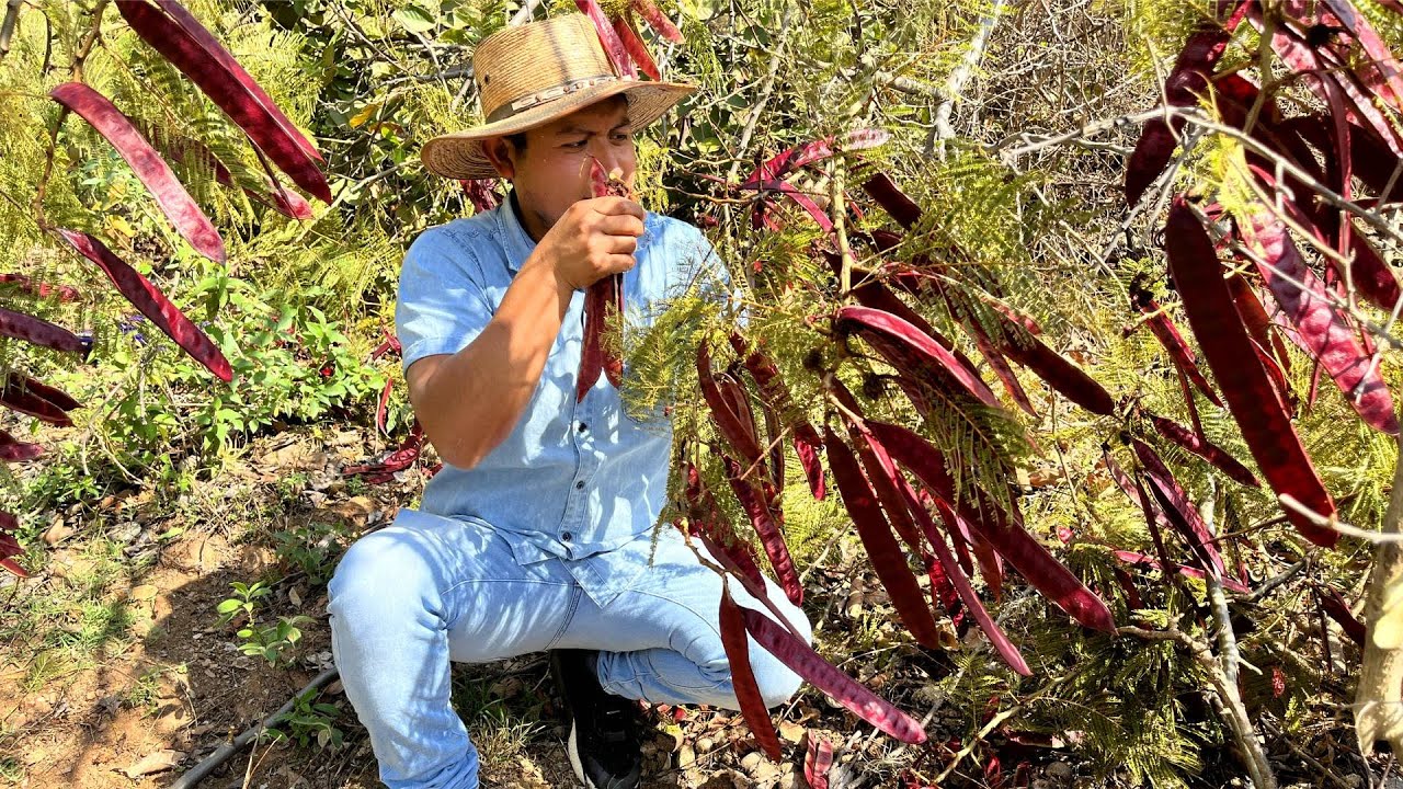 Conocen el guaje? es saludable y tiene muchos beneficios|a muchos no ...