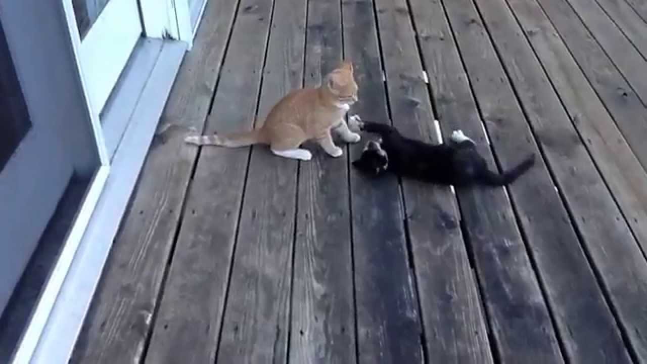 Cat mma - YouTube