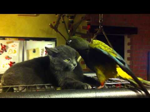 Parrot vs cat... friendship teasing