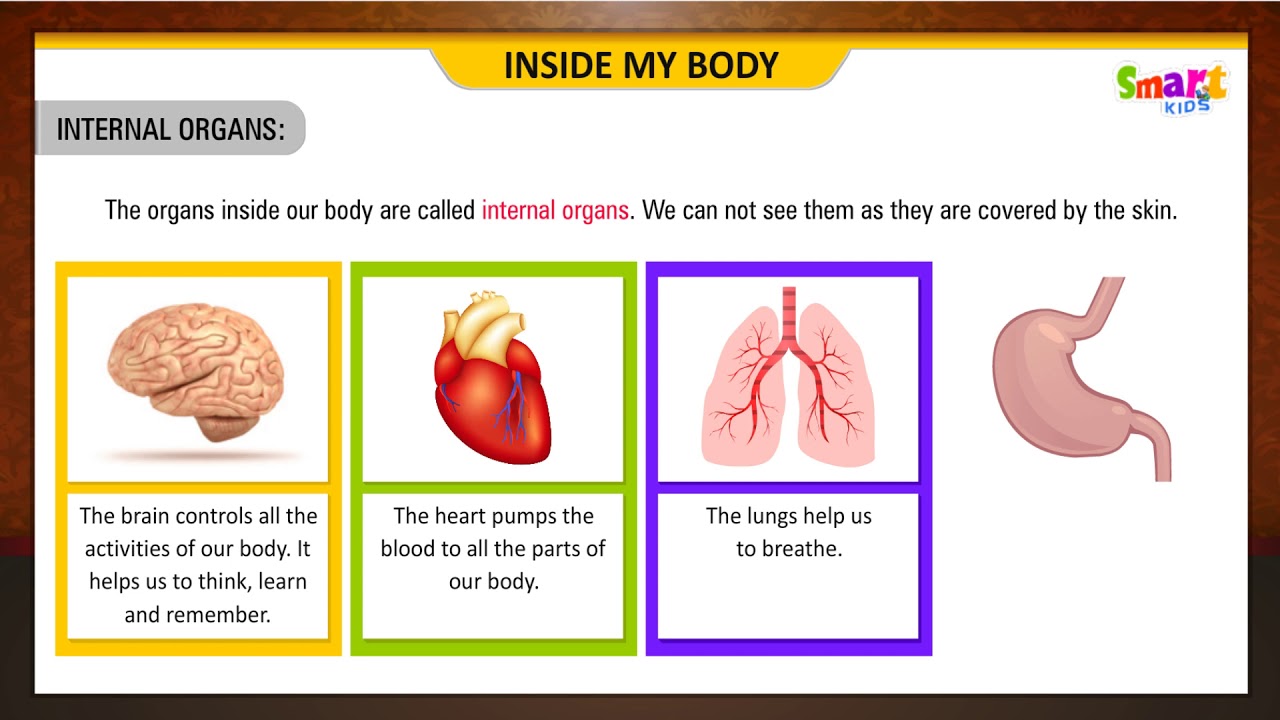 MHS-DIGI CLASS-2-1-EVS-2.3 INSIDE MY BODY INTERNAL ORGANS - YouTube