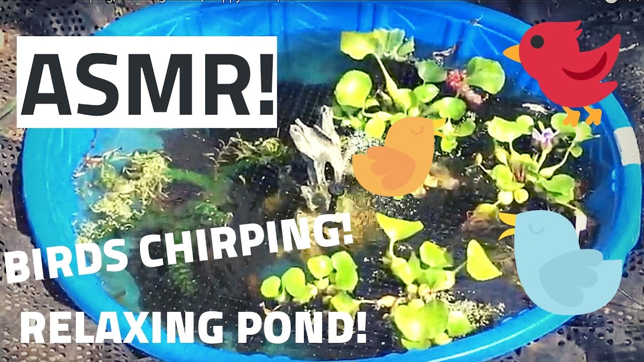 ASMR Birds Chirping, Relaxing Pond | DIY Kiddie Pool Guppy Pond ...