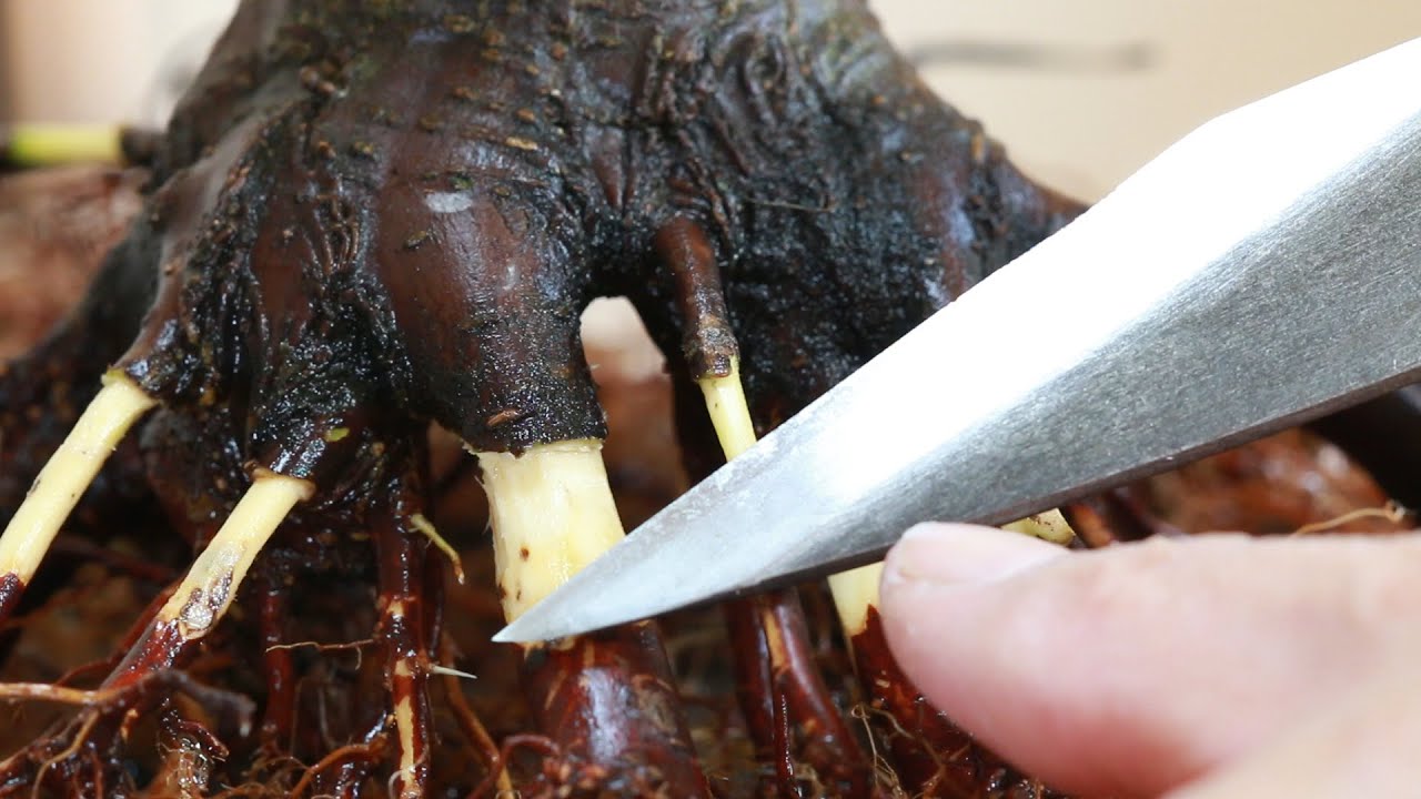 How to make beautiful roots This is the Nebari of Japan - YouTube