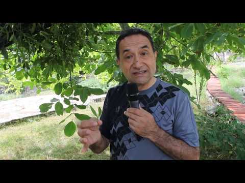 Dr. Feridun Kunak Şifalı Bitkiler Serisi ( Ökse Otu  )