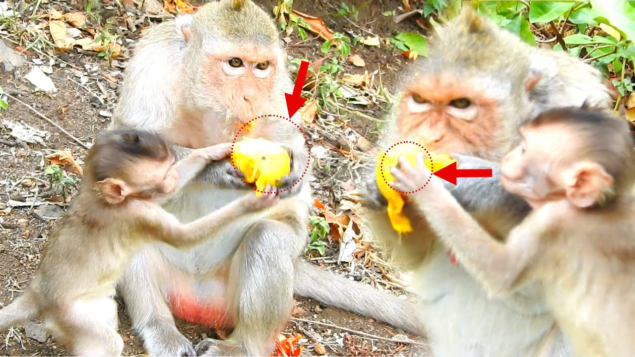 F😂unny, EMILY baby monkey wants to e🤣at ripe monkey fruit but MaMa ...
