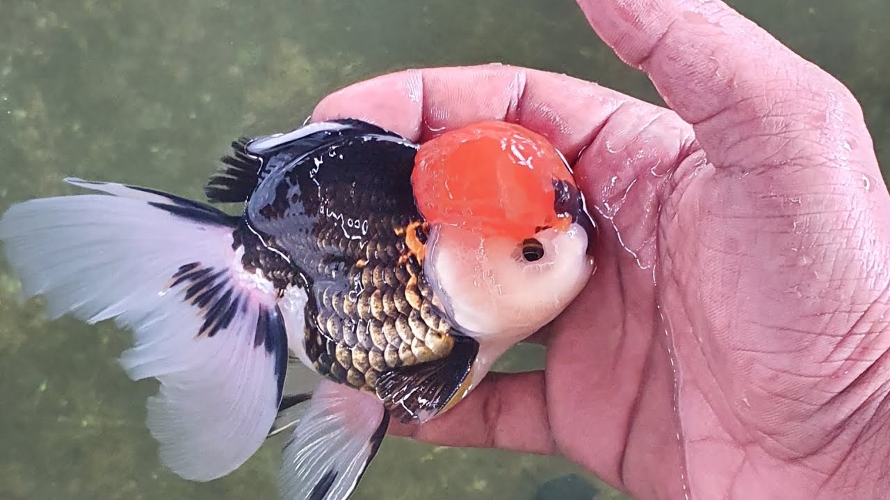 Imported fancy goldfish near Bangalore city hosur..Vegro fish farm ...