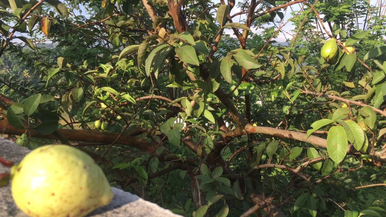 Jungle guava - YouTube