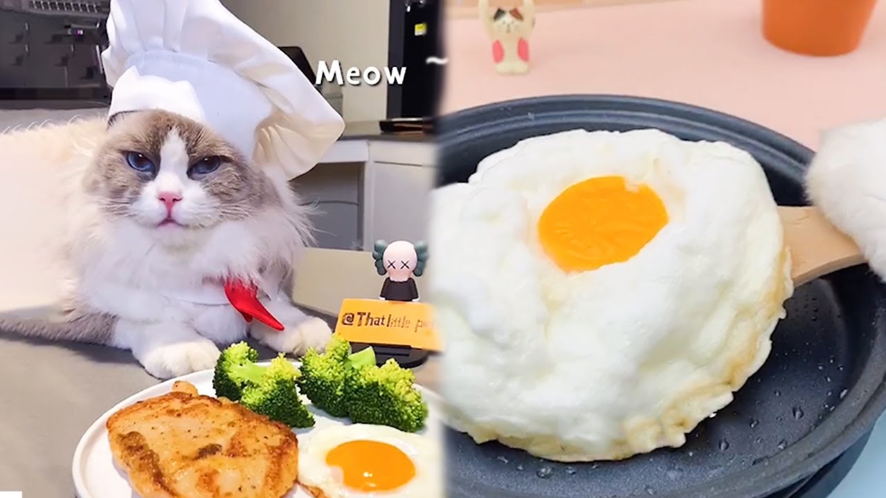 Cat Cooking Food ASMR | Cooking ASMR Compilation | Cooking House - YouTube