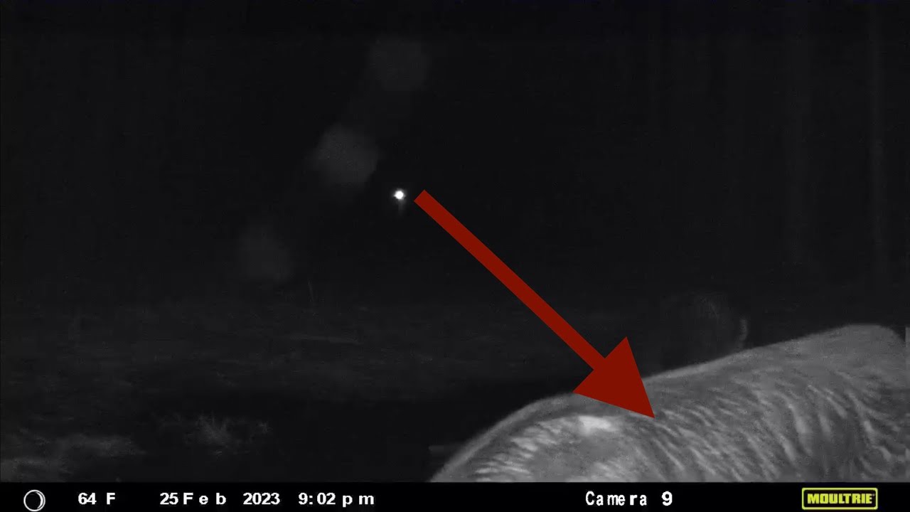 Thermal Shot + Trail Cam View - YouTube