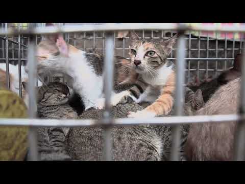 Victims of a Hidden Trade – Ending Vietnam’s Cat Meat Trade - YouTube