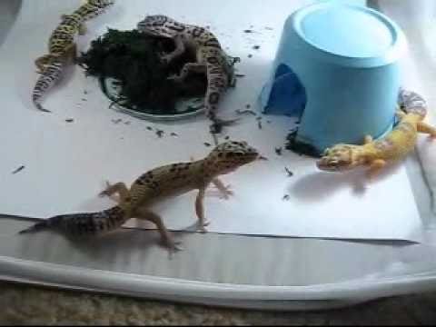 Group of Leopard Gecko Hatchlings - YouTube