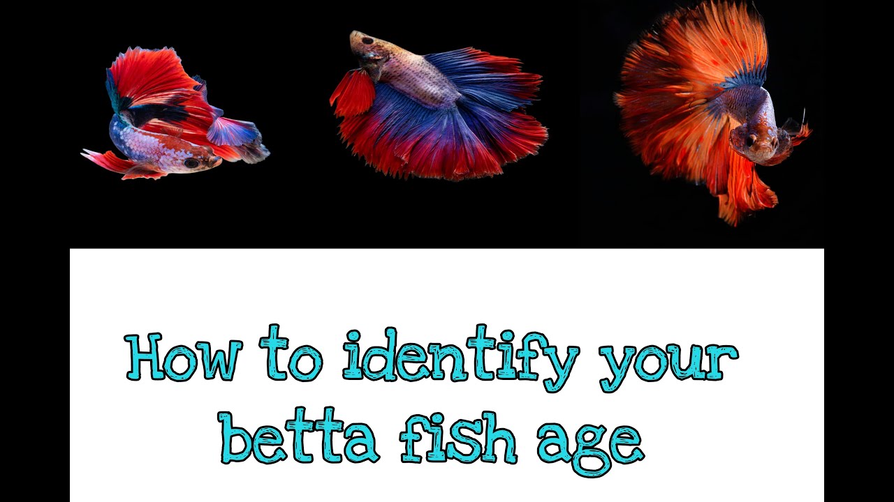 How to identify my betta fish age | is your betta fish is too old ...