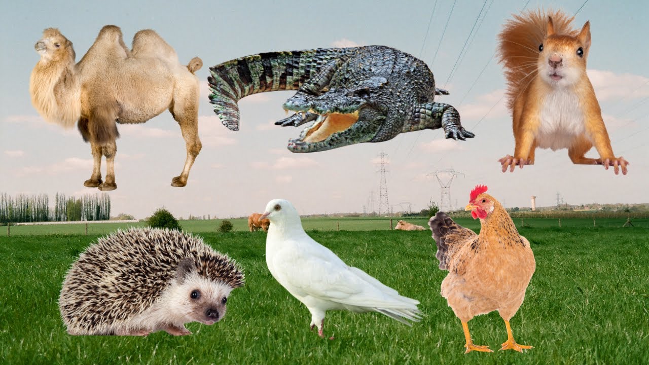 Farm Animal Sounds: Fun Learning for Kids shallow animals - YouTube