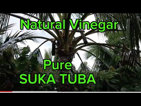 Natural Vinegar.... SUKA TUBA... The Best Coconut Vinegar in Mlang ...