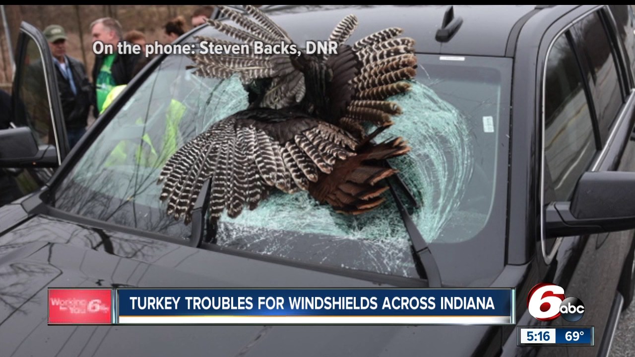 What's with all the turkeys hitting windshields? - YouTube