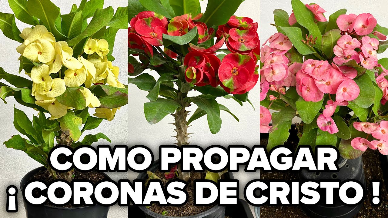 CÓMO PROPAGAR o REPRODUCIR CORONA DE CRISTO o CORONA DE ESPINAS ...
