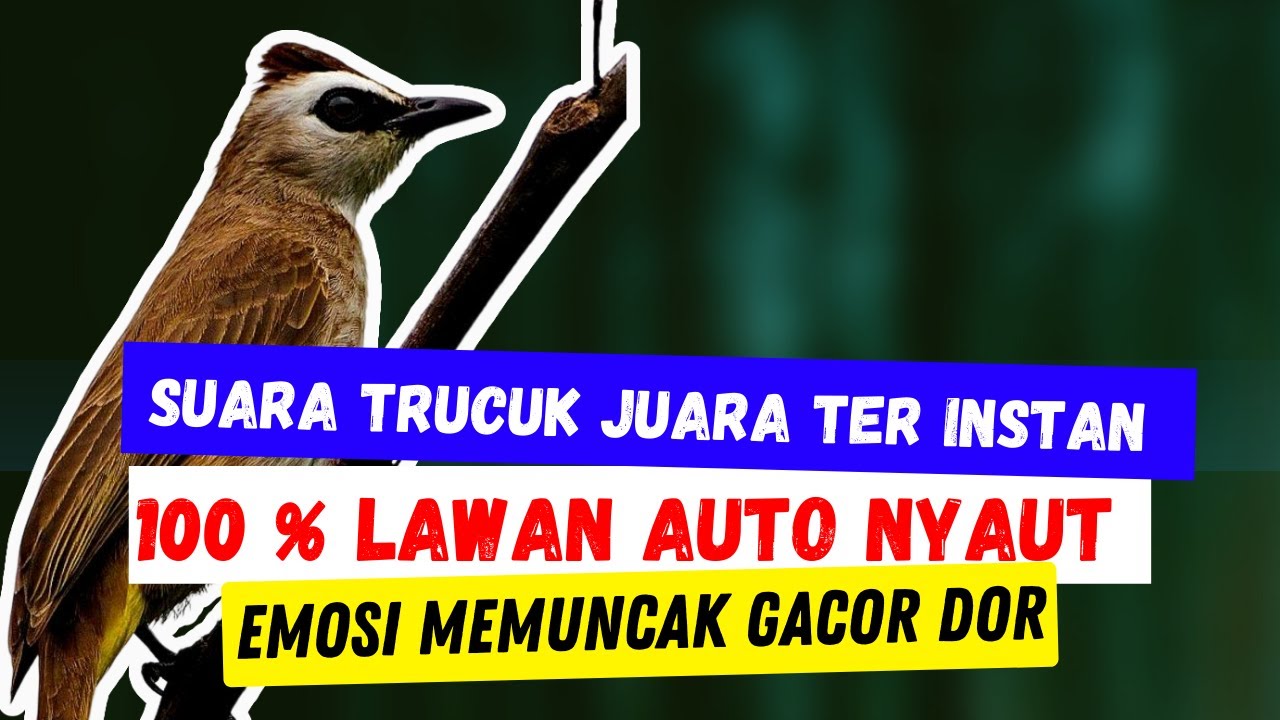 TRUCUKAN Juara Mengejek Lawan Paling INSTAN Bikin Emosi TRUCUKAN Lain ...