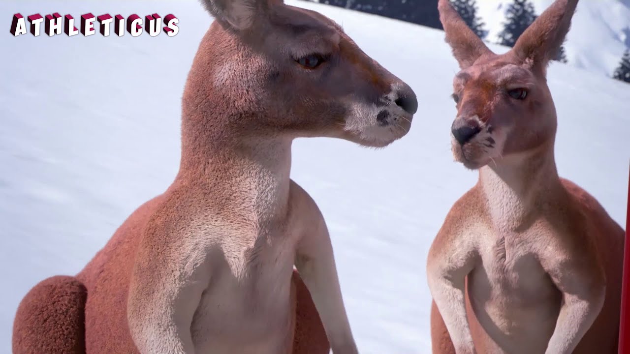 FIRST ON THE SKI SLOPE 🎿 ATHLETICUS | Cartoon in English - YouTube