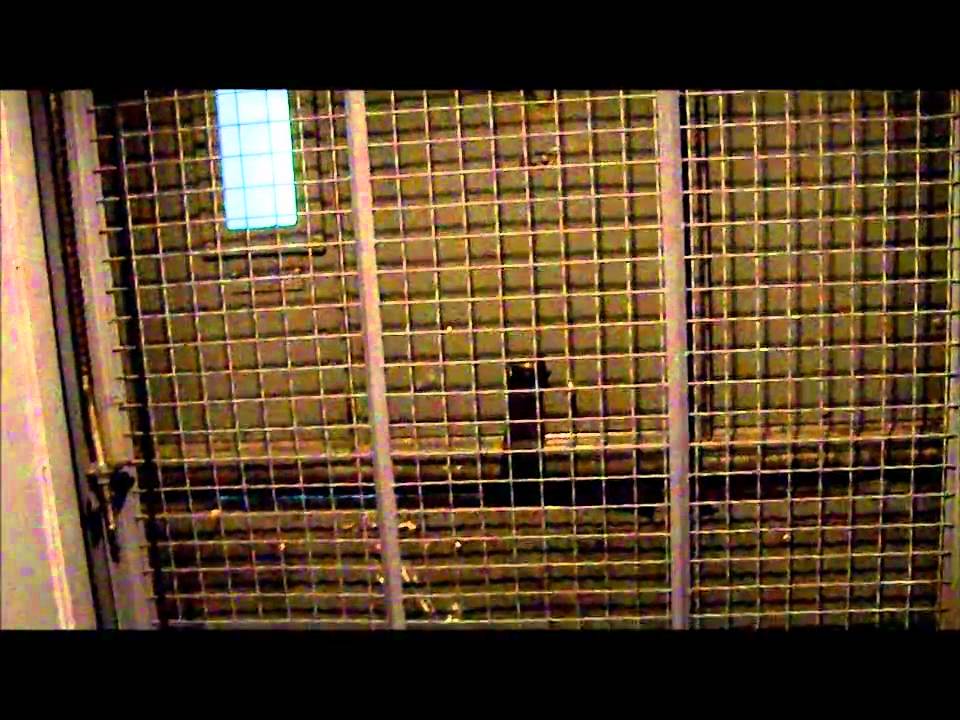 Amazing 1960s Dover Freight Elevator UT El Paso Student Union East ...