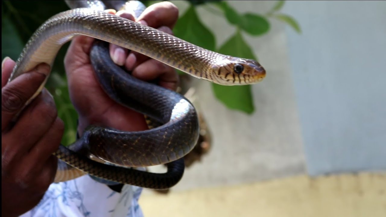 धामण साप के बारे में पुरी जानकारी, Rescue indian rat snake from ...
