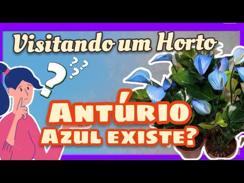 Antúrio azul, Será que existe? Vem num passeio pelo horto comigo e ...