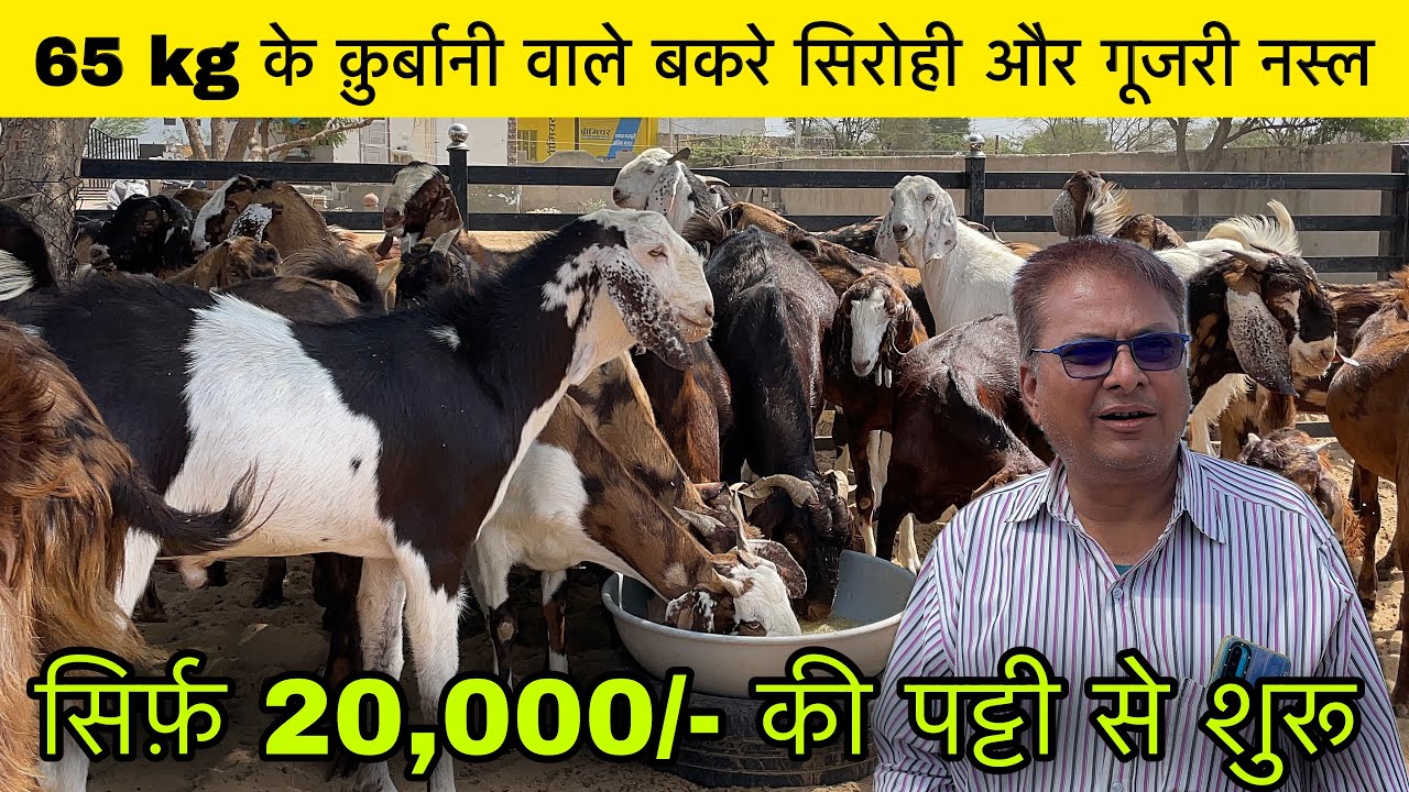 ₹20000@How to start goat/farming |(@India’s largest goat farming)@Shree ...