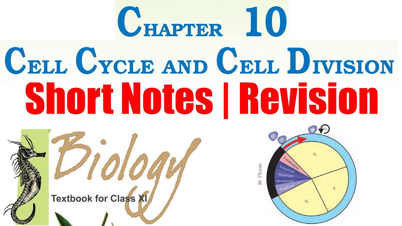 10. Cell Cycle and Cell Division (Short Notes | Revision) | Class 11 ...
