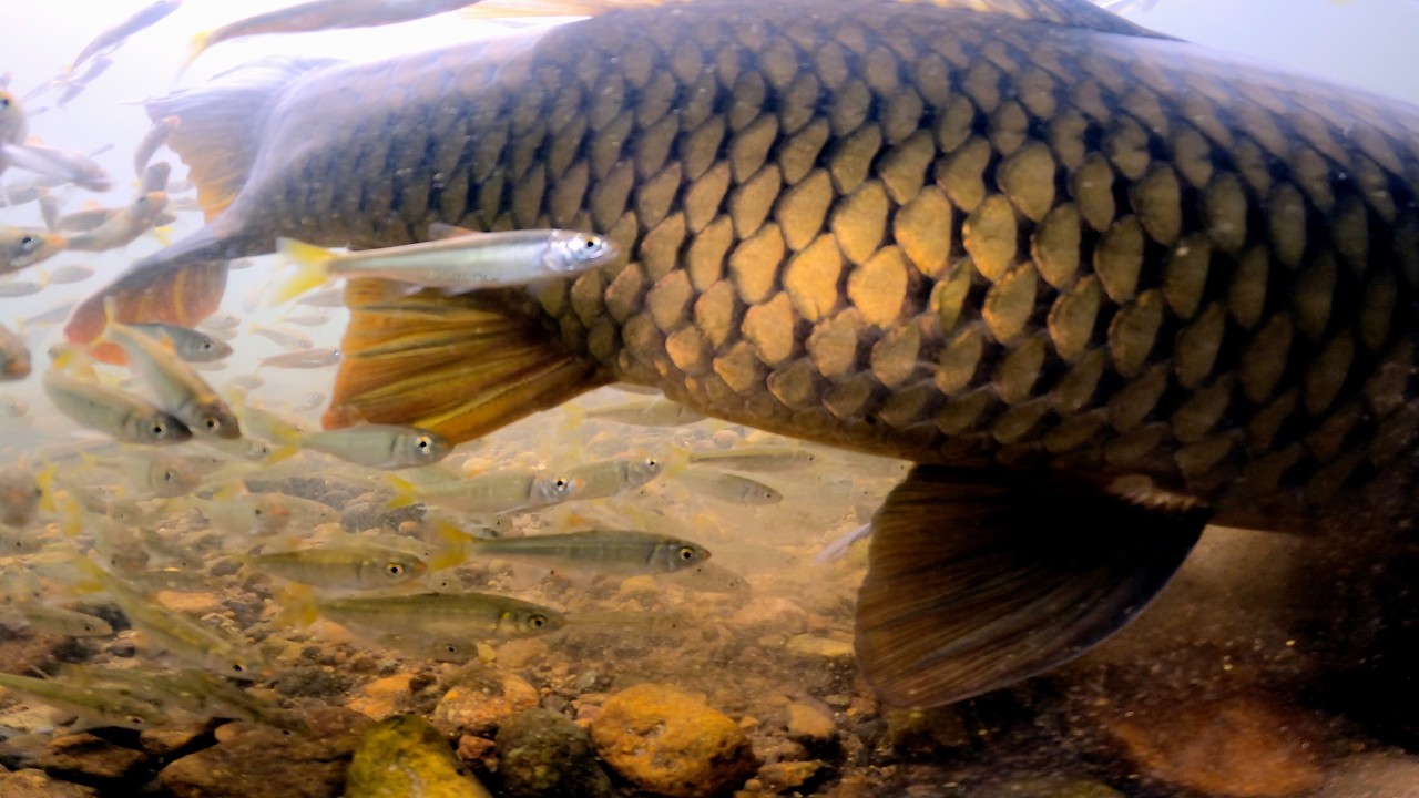 Carp Fishing! | Underwater Footage - YouTube