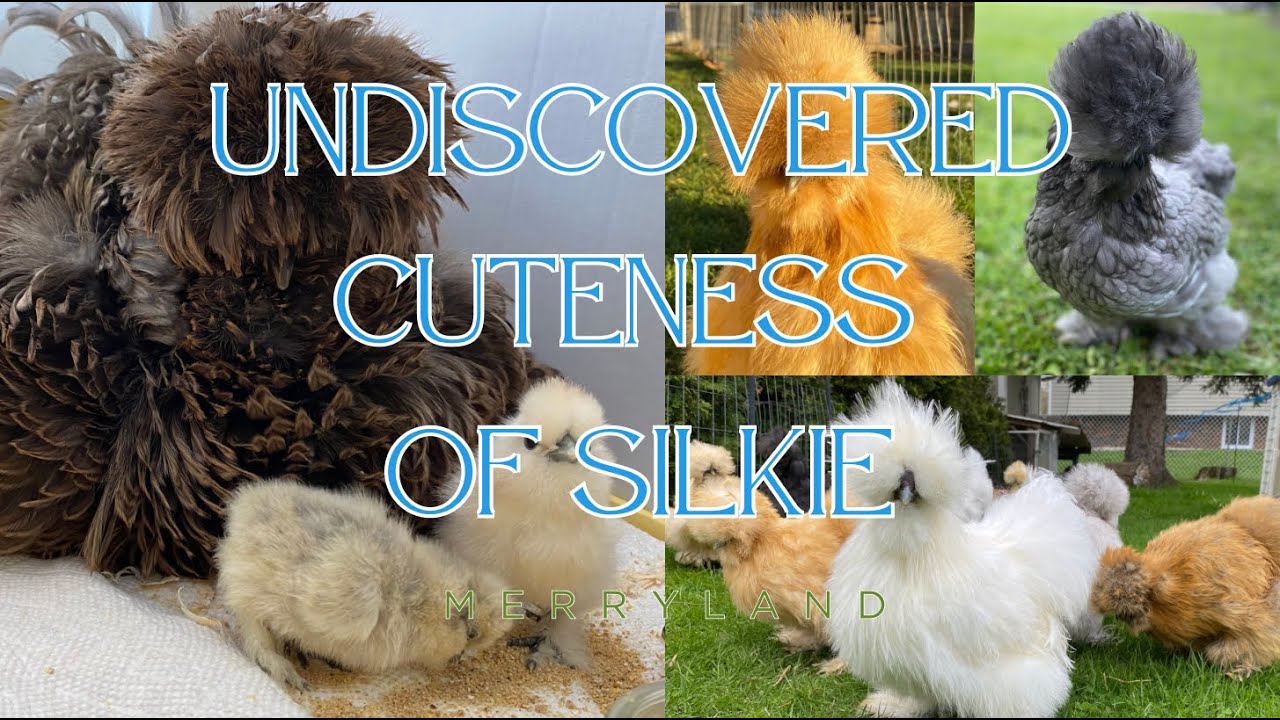 Undiscovered cuteness of silkie - YouTube