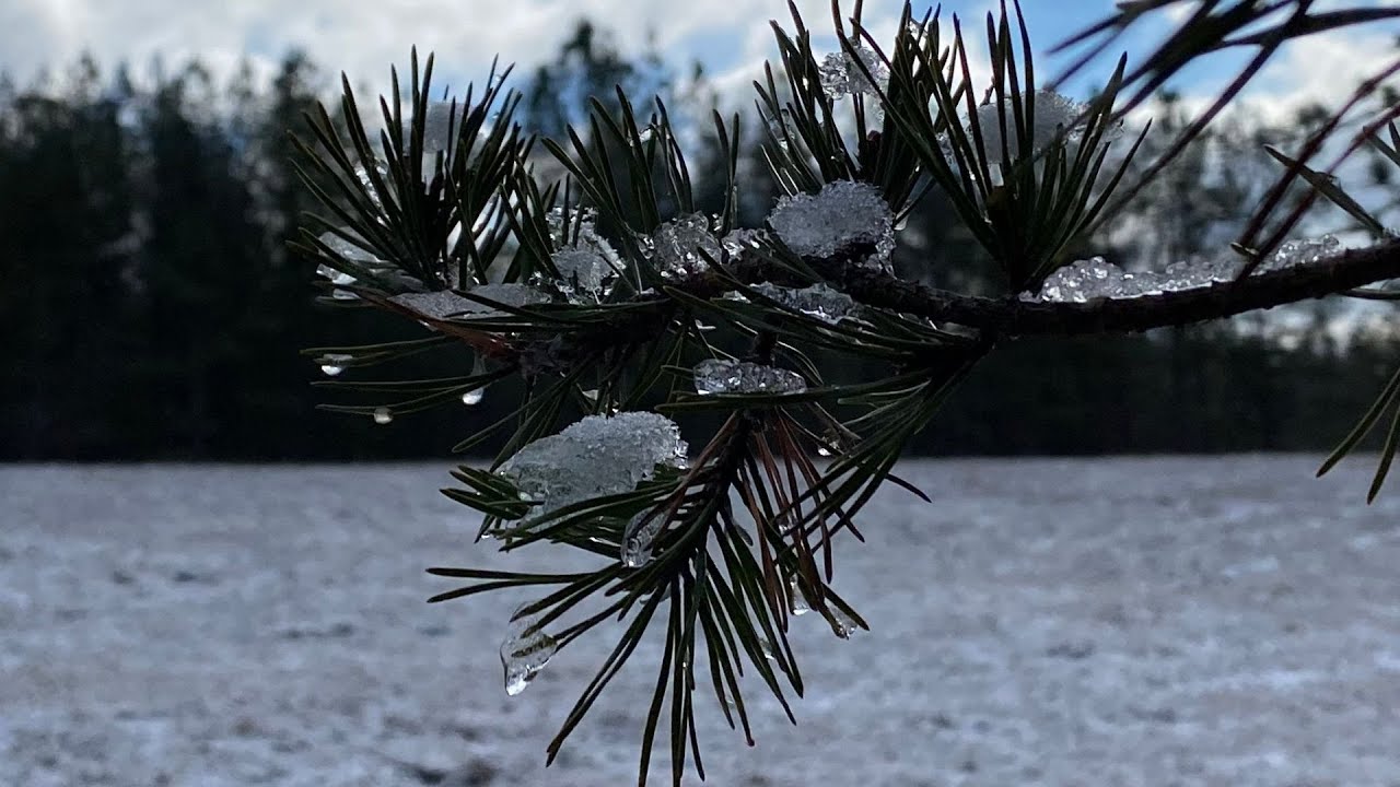 8 Hours of Light Rain Sounds, Snow Sounds, & Wind Sounds - YouTube